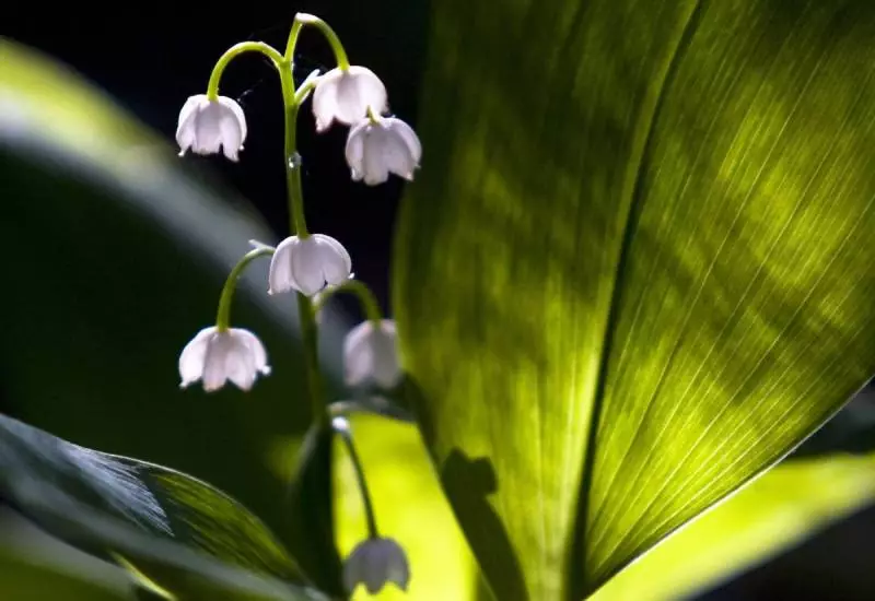 Lily of the Valley Liljer i dalen er smukke smukke blomster, men de er ikke så harmløse som de ser ud til. Glykosiderne i denne giftige plante er farlige for mennesker med hjertesygdomme, da de forårsager arytmier og forstyrrer hjertets arbejde. Forgiftning ledsages af kvalme, opkastning, diarré og endda anfald.