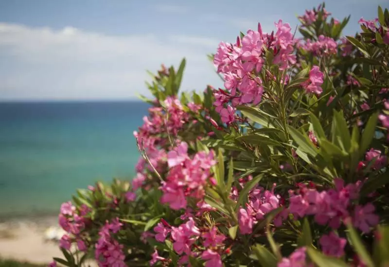 Oleanadr Oleander bruges meget i landskabsdesign i regioner med et subtropisk klima, især på Sortehavskysten i Kaukasus. Når du håndterer det, skal du være ekstremt forsigtig - et kompleks af giftige stoffer påvirker samtidig nervesystemet, fordøjelsen og det kardiovaskulære system. Langvarig kontakt med oleander kan endda være dødelig.