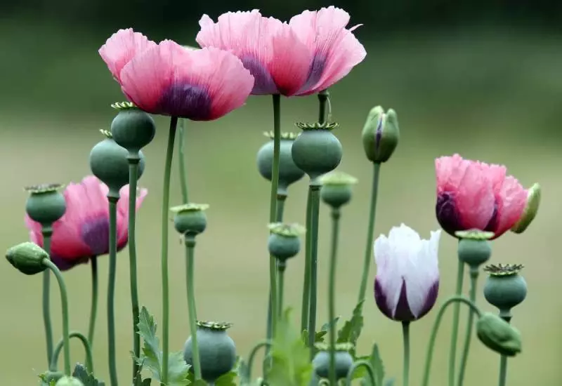 Opium Poppy Ellie ṣe daradara pe o bẹru lati rin ni aaye poppy. Bíótilẹ o daju pe opium, alkaloid ti o wa ninu awọn podu poppy, ni a lo lati gbe awọn irora irora ati awọn oogun oorun, ni titobi nla, latex (oje wara) ti ọgbin yii di majele ti o lewu ati pe o le fa ikuna ẹdọfóró ati imuni ọkan.