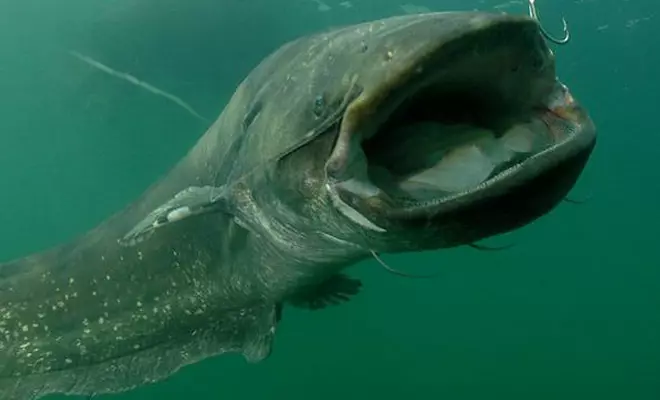 Mga monster sa catfish: daghang isda gikan sa pond sa Chernobyl