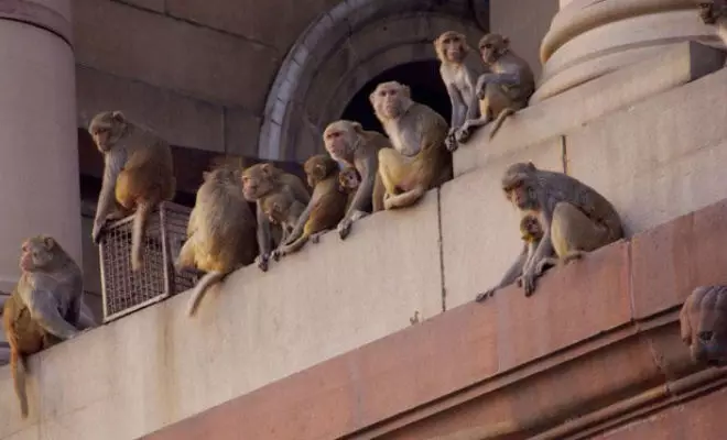 Mille Obiezyans attaquent une ville indienne