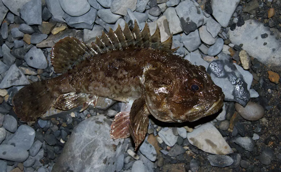 Kalajengking Iwak iki uga diarani ruff segara. Kelenjar beracun ana ing sirip lan tuwuh awak sing landhep, kanthi bantuan kalajengking mbela awake dhewe saka predator. Tanduran sing ora sengaja bisa mbayar nganggo sikil.