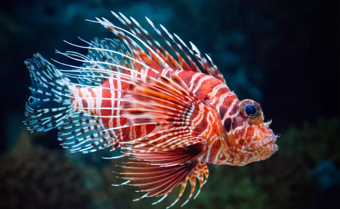 Mae pysgod Lionfish Zebra yn edrych fel preswylydd diogel yn yr acwariwm, ond gwae unrhyw un sy'n meiddio dod i'w hadnabod yn well. Mae'r nodwyddau gwenwynig yn yr esgyll yn cynnwys tocsin peryglus iawn sy'n achosi camweithrediad cardiaidd a gangrene posib ar safle'r brathiad.