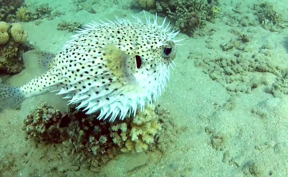 Ikan Hedgehog Nelayan ing Pasifik lan samodra India asring bisa gumunggung amarga nyekel kasebut. Ana piala kasebut, dheweke ora duwe risiko - lan dheweke bener. Kabeh organ utama iwak diiseni tetrodoxin, racun sing nyebabake mati sing ora bisa diendhani lan lara banget.