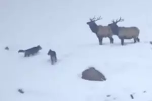 Herten vochten terug tegen een roedel Siberische wolven