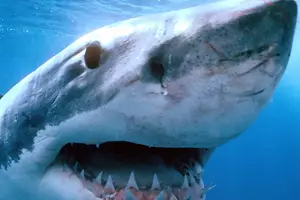 Jaws: 5 Silly Shark Myths