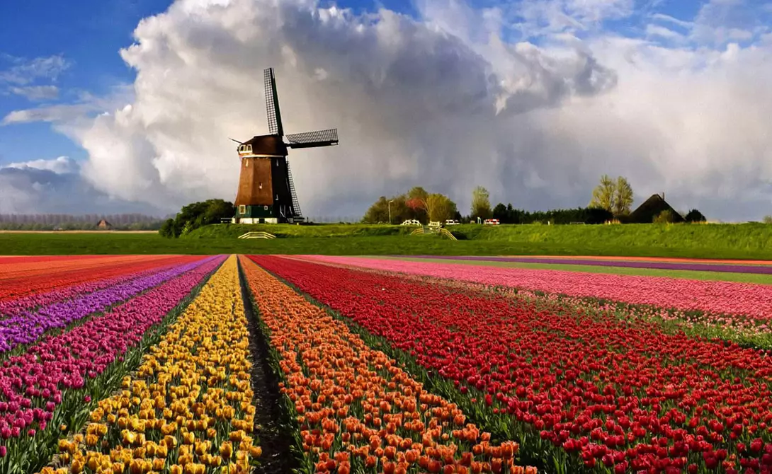 Dutch Dutch ke ea sehlopha sa lipuo tsa Bophirimela tsa Majeremane tse buuoang Netherlands, Belgium le Suriname. Hajoale Dutch e na le boemo ba semmuso Aruba, Sint Maarten le Curacao.