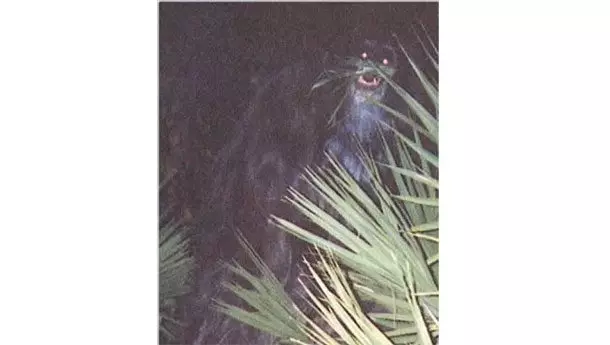 Killer Monkey Pada tahun 2000, seorang pengarang tanpa nama menerbitkan gambar misteri monyet ini yang kononnya berkeliaran di Florida. Polis Sarasota melakukan serbuan besar-besaran, tetapi tidak ditemukan jejak monyet yang belum pernah terjadi sebelumnya.