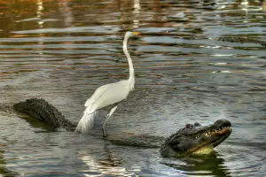 Ang heron nagsakay sa usa ka buaya