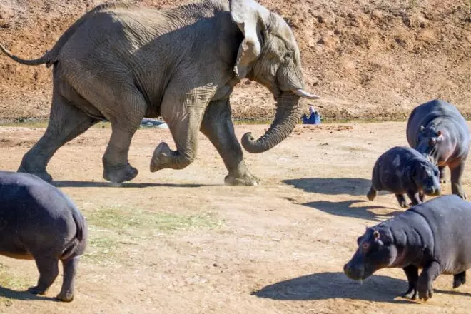 Njovu zokonzeka: chimphona cha savannah chimalipira mvuu ndi ng'ona