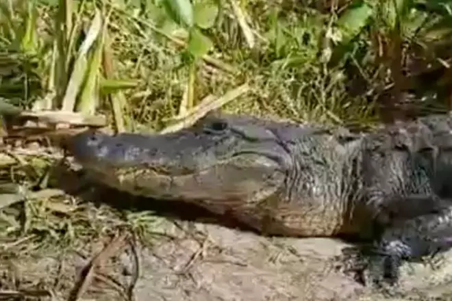 En alligator hoppet i en båt med turister og gjorde en vanlig tur til skrekk