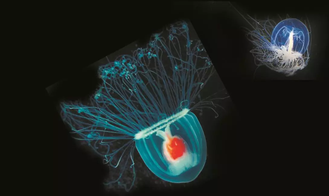 O que é A pequena água-viva Turritopsis dohrnii tem um diâmetro de cúpula de apenas 4,5 mm. Na verdade, essa espécie pode ser chamada de uma espécie de zooplâncton, com o qual a água-viva prefere migrar. Pela primeira vez, os cientistas descobriram o Turritopsis dohrnii no início deste século e, há alguns anos, chegaram a uma conclusão surpreendente: ele pode viver para sempre.