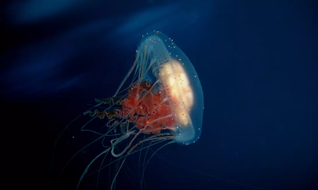 Onde vive A espécie se originou no Caribe, mas há muito tempo se espalhou literalmente por todo o globo. Turritopsis dohrnii foi encontrada no Mediterrâneo e na costa do Japão. Cientistas do Smithsonian Maritime Institute dizem, meio de brincadeira, que essa água-viva é o início de uma invasão espacial. Em cada piada, é claro, há um grão de piada: simplesmente não existe um segundo organismo assim na Terra.