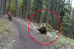 De man ûntsnapte wûnderlik de bear op in fyts