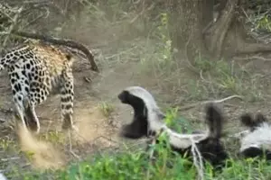 De jaguar foel de huningdas oan en waard fuortendaliks ôfwiisd troch syn freon