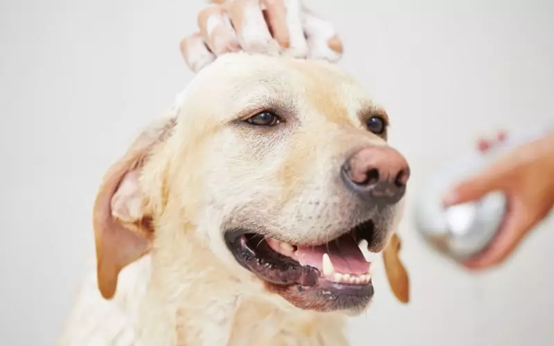 Remova as pulgas Quando seu animal de estimação sofre uma invasão de pequenos parasitas que o fazem coçar violentamente a cada dois segundos, uma ação urgente é necessária. Borrife um copo de vinagre diluído com um pouco de água sobre a pelagem do animal. O vinagre não apenas livrará seu animal de estimação das pulgas, mas também dará brilho ao seu pelo.