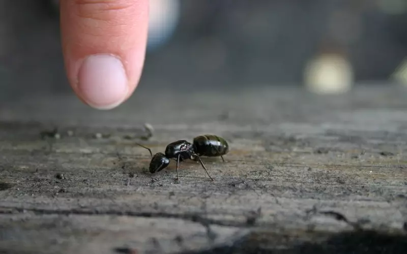 Livrando-se das formigas Se as formigas não querem deixar sua casa sozinhas, é fácil se livrar desses insetos irritantes. Dilua proporções iguais de água e vinagre em um borrifador, borrife onde as formigas aparecerem. O vinagre apagará os rastros dos invasores de seis patas e os desorientará, garantindo que nunca retornem.