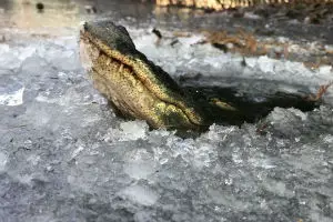 ワニは氷の下で生きることを学びました