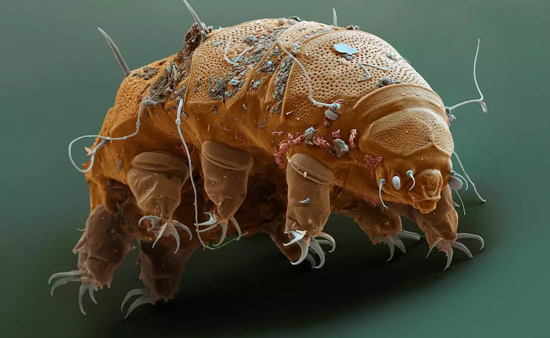 Tardigrade Tardigradlar, dünyaya demək olar ki, məlum olmayan kiçik canlılar, əksər heyvanların bir dəqiqə belə yaşamayacağı yerdə inkişaf edir. On ilədək susuz yaşaya bilirlər, -272 ilə 150 ​​dərəcə arasında dəyişən həddindən artıq temperaturda çoxalırlar və kosmosda belə nəsillər əmələ gətirirlər. Sonuncu fakt 2007 -ci ildə eksperimental olaraq sübut edilmişdir.