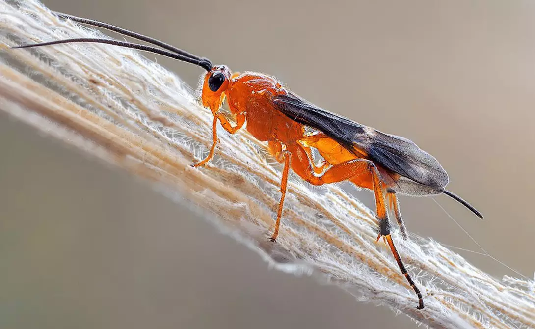 Braconids Pasożytnicze osy są ogólnie nieprzyjemne dla większości ludzi. Larwy Braconidów mają wbudowaną „zaporę ogniową” wirusów, która pomaga gospodarzowi radzić sobie z atakiem odporności gospodarza. Niestety, te podłe stworzenia są od nas znacznie twardsze. Eksperyment przeprowadzony w 1959 roku wykazał zdolność rodzaju Habrobracon do spokojnego znoszenia napromieniowania 1800 Grey. Dla nas dawka śmiertelna jest 200 razy mniejsza.