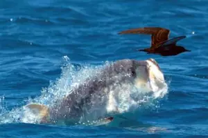 Pesce che preda gli uccelli