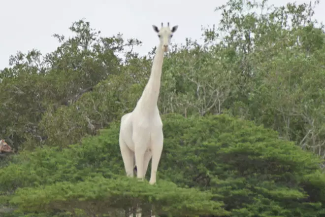 Weiße Giraffe aus Versehen auf Video in Afrika gefangen