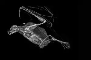 Unique x-rays of animals