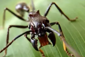 サシハリアリ：世界で最も危険