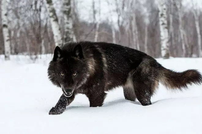 ブラックウルフの台頭：一般的なオオカミがパックのリーダーになる方法