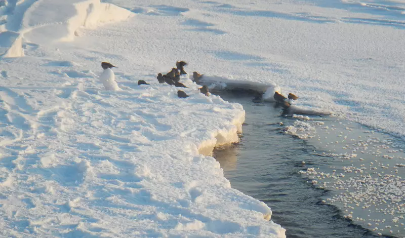 Ein Eisloch herstellen Die einfachste Pumpe hilft Ihnen, ein eisfreies Eisloch zu bauen. Tatsache ist, dass das Wasser in der unteren Schicht eine Temperatur von +4 Grad Celsius hat und seine Rotation die Bildung von Eiskrusten stört. Die optimale Größe des Eislochs beträgt 1x2 Meter oder 4x25 - letztere sind normalerweise für öffentliches Baden zur Taufe vorbereitet. Es ist zwingend erforderlich, eine Leiter vorzusehen, damit der Ausstieg aus dem eisigen Wasser problemlos möglich ist. Im Extremfall eignet sich auch eine sanfte Bank.