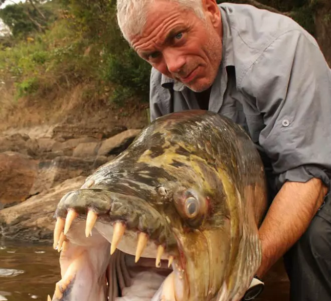 'N Visser in Afrika het 'n groot piranha gevang wat selfs krokodille kan aanval