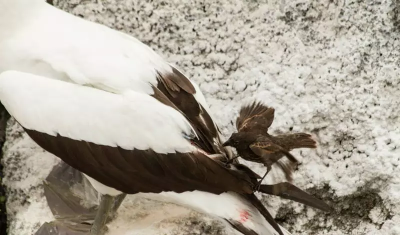 Vampirfink Der Scharfschnabelgrundfink erhielt seinen Spitznamen für seine blutrünstige Natur und seine widerlichen Essgewohnheiten. Dieser Vogel kommt auf den Darwin-Inseln vor, wo er sich vom Blut anderer gefiederter Gefährten ernährt. Die Hauptnahrung des Vampirs ist das Blut von Blaufußtölpeln: Der Fink durchbohrt ihre Haut mit ihrem scharfen Schnabel und trinkt, bis sie voll ist. Die Tölpel gehen jedoch eine Art Symbiose mit dem Finken ein, so dass sie sich von ihrem eigenen Blut ernähren können, um die Parasiten loszuwerden, die der Vampir ausspuckt.