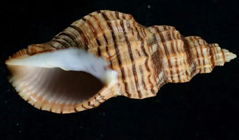 Torpedo salyangozi Bu vampirdan faqat sayyoradagi eng sekin mavjudotlar qo'rqishi kerak, ammo Cancellaria Cooperi o'zi uchun ovqat topadi. Gap shundaki, tabiat salyangozni qurbonni etarlicha vaqt davomida hayratda qoldiradigan haqiqiy qurol bilan jihozlashga g'amxo'rlik qilgan. Dengiz salyangozi uni asta -sekin yeyayotgan paytda, baxtsiz taom o'z hushiga keladi.