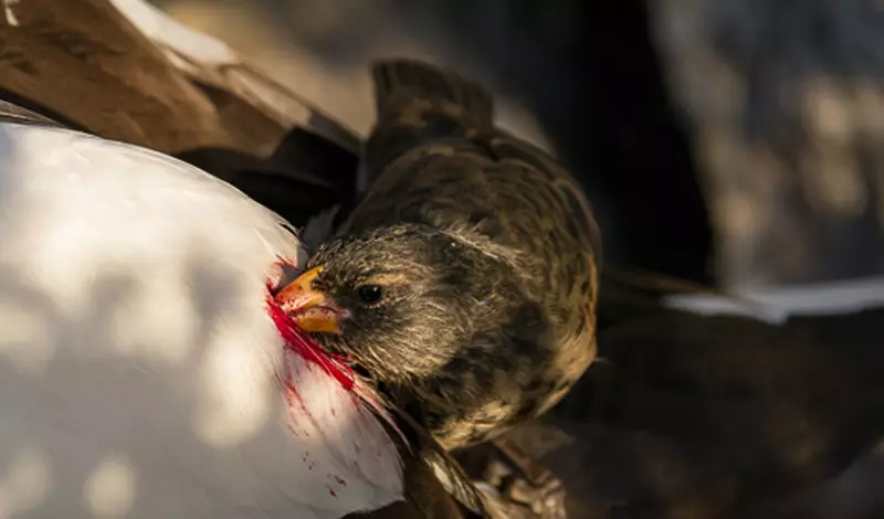 Rotschnabelschlepper Und ein weiterer Vogel, der sich lieber vom reichen Blut von Säugetieren ernährt als von den üblichen Regenwürmern. Der Schleppkopf wählt große Tiere mit offenen oder frischen Wunden aus, von denen der Vogel seine Nahrung bekommt.