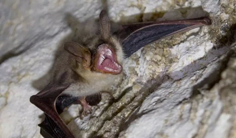 Vampire bat va nihoyat, klassik vampir. Vampirlarni o'rab turgan zamonaviy mifologiyaning aksariyati qon so'ruvchining yarasaga tarqalish qobiliyatiga qaratilgan. Bu afsona Markaziy va Janubiy Amerikada yashaydigan haqiqiy jonzotlarga asoslangan. Vampire yarasa tupurigida qon ivishiga xalaqit beradigan maxsus kimyoviy birikmalar mavjud. Vampir qurboni qanday qilib to'liq taomga aylanganini sezmasligi ham mumkin.