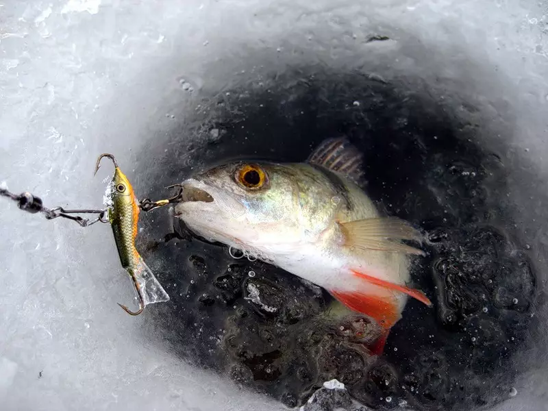 Warm-up Get up from time to time to stretch your muscles. A few simple exercises, no bouncing on the ice trying to make the wheel. It won't take long to fall through the ice. If there is no desire to do exercises, drill new holes, and you will warm up.