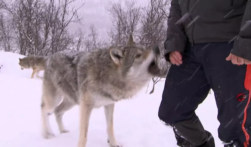 Allt är dåligt Det värsta scenariot är att du är på marken och flocken attackerar. Krulla ihop dig i en boll och skydda ditt ansikte, nacke och öron till det sista. Det kommer att vara svårt för vargar att nå sårbara delar av kroppen om du förblir i denna position. Tål bett: det är värt att vända, och djuret kommer säkert att försöka gnaga din hals.