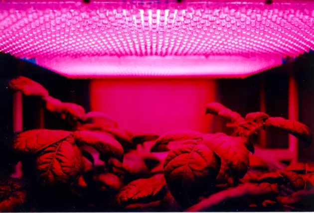 led_panel_and_plants