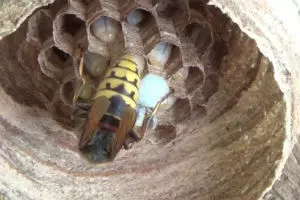 Hornet built a nest in 3 days