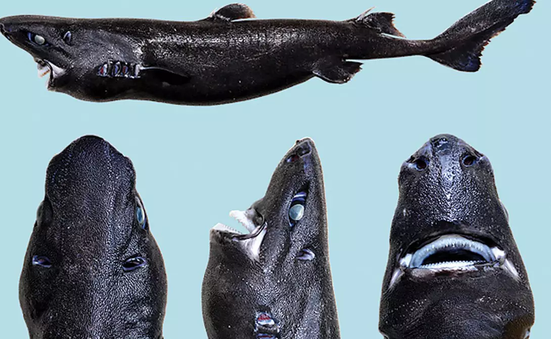 Ninja Shark Curiosamente, solo nos enteramos de la existencia de una subespecie tan extraña en 2015. El tiburón ninja puede fosforesizar, su piel oscura (como el corazón de tu ex) no refleja la luz. Estas propiedades ayudan al asesino submarino a desorientar a sus presas y esconderse de los grandes depredadores.