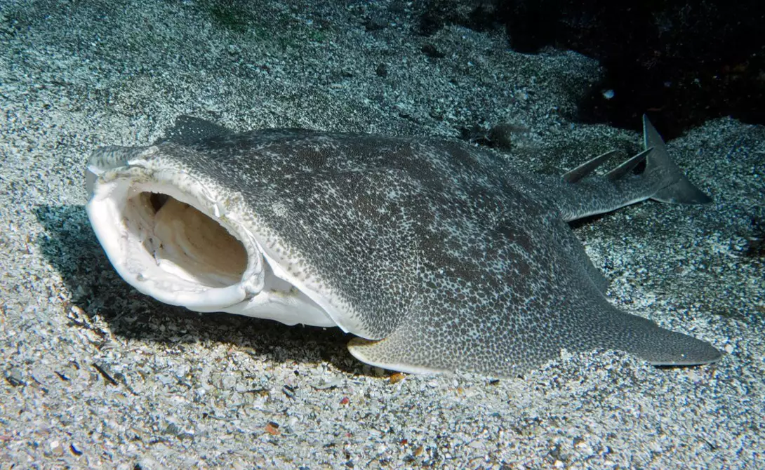 Angel Shark No es fácil ver al ángel tiburón, porque pasa casi toda su vida en una emboscada, escondido en el fondo. Para los humanos, esta subespecie no es peligrosa, aunque hubo casos en los que un tiburón atacó a un buzo que accidentalmente lo pisó.