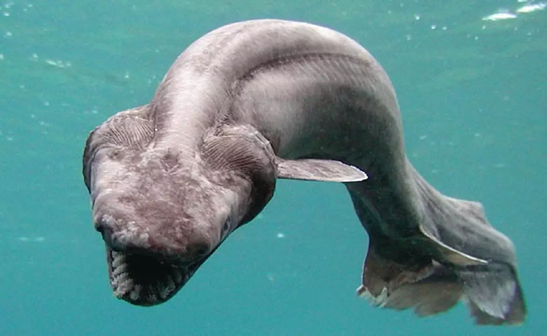 Frilled shark The shark owes its name to the unusual structure of the gills that border its head like a medieval cloak. Fortunately, this creature can only be found at a very great depth, otherwise it would become a nightmare for any diver. In the mouth of a shark, researchers have found more than three hundred renewable teeth: just imagine this two-meter monster that decided to splash in shallow water.