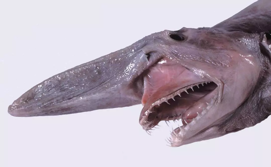 Goblin Shark De lelijkste haai op de lijst. Drie meter lang, scherp en gebogen als de tanden van een vishaak - in wie, vraag ik me af, was dit wezen van plan om te evolueren?