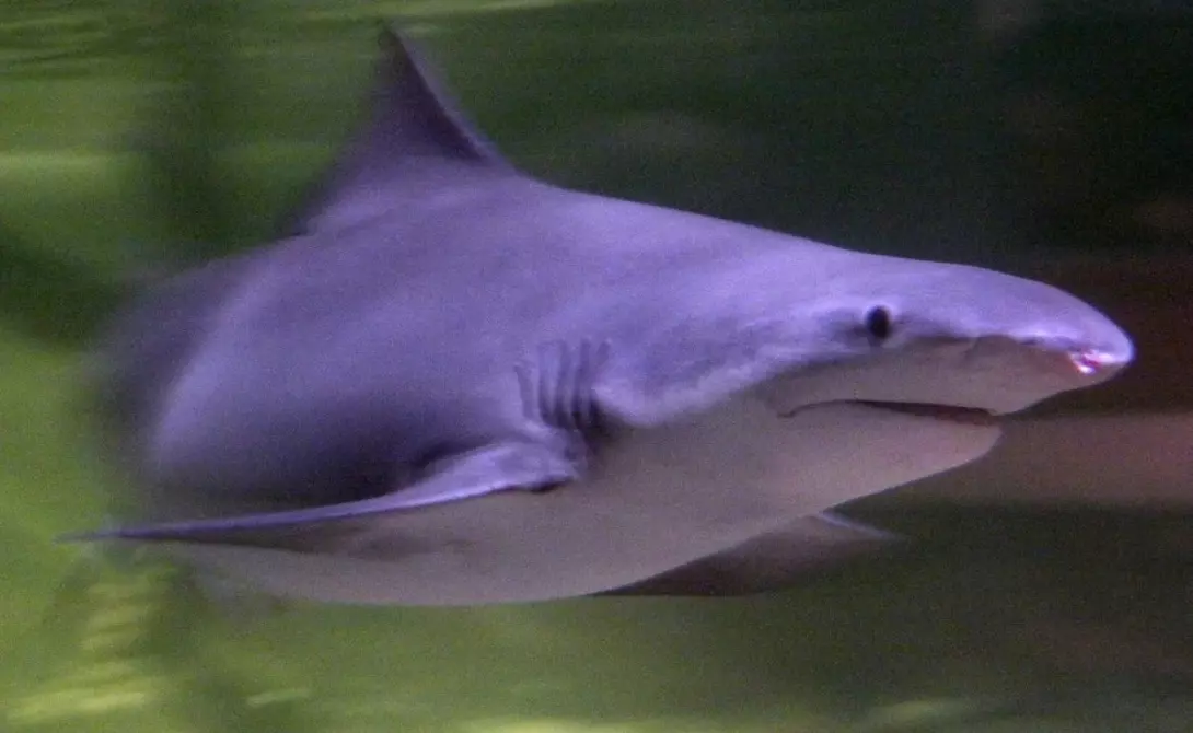 Tiburón de dientes de lanza De hecho, esta es solo una de las variedades del tiburón gris común. Para un pequeño detalle: el tiburón de dientes de lanza es capaz de cazar tanto en agua dulce como salada. Bueno, al menos no he aprendido a respirar aire.