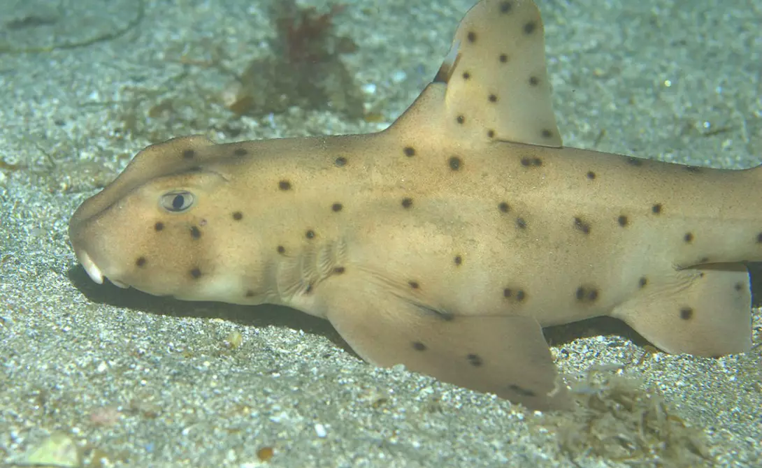 Gehoornde haai Als je ooit hebt nagedacht over de mogelijkheid om een ​​haai als huisdier te adopteren, dan is dit je kans. De gehoornde haai brengt zijn leven door op de bodem van de oceaan, lui en ongehaast weekdieren opetend. De hele dag slaapt de haai en gaat pas 's avonds laat op jacht. Zwemt nooit verder dan 12 kilometer van huis: het perfecte huisdier!