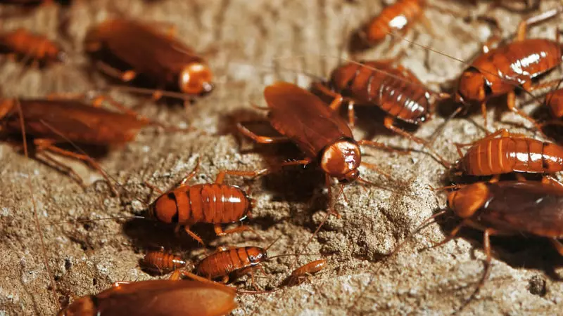 Wo leben Tiere, die aus Labors geflohen sind?