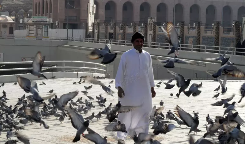 Merpati saintis Membuka tingkap di makmal tempat burung dikaji bukanlah penyelesaian terbaik. Walaupun begitu, pada suatu hari musim panas, salah seorang pekerja junior berfikir untuk mengudarakan bilik panas. Dua lusin burung merpati, yang menjalani latihan beberapa saintis bertarung sekaligus, langsung terbang ke alam liar. Kemungkinan besar, mereka masih tinggal di suatu tempat di New York.