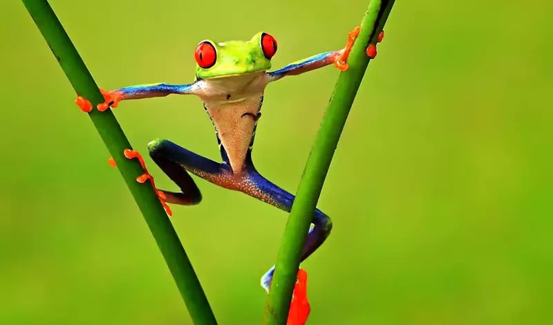 Katak pokok Sejauh ini, tidak ada yang mengetahui bagaimana menyelesaikan masalah ini. Tetapi beberapa saintis percaya bahawa amfibia kecil, katak pokok, mungkin merupakan sebahagian daripada jawapannya. Jangkauan habitat amfibia ini adalah dari tepi yang hangat hingga ke Lingkaran Artik, di mana katak dapat menghabiskan beberapa bulan dalam animasi yang ditangguhkan. Semasa pencairan, semua fungsi badan dipulihkan.