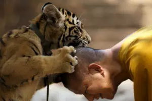 Tiger Monastery: a place where predators live next to humans