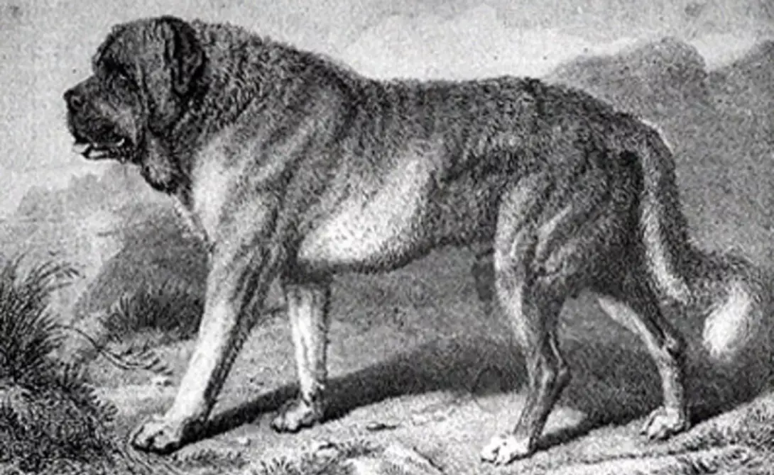 알파인 마스티프(Alpine Mastiff) 알파인 산기슭의 주민들은 매우 두꺼운 털로 구별되는 자신만의 개 품종을 특별히 키웠습니다. 오늘날의 세인트 버나드와 마찬가지로 알파인 마스티프는 종종 인명 구조원으로 사용되었습니다. 불행히도, 알려지지 않은 질병이 19세기 중반에 이 품종을 완전히 파괴했습니다.